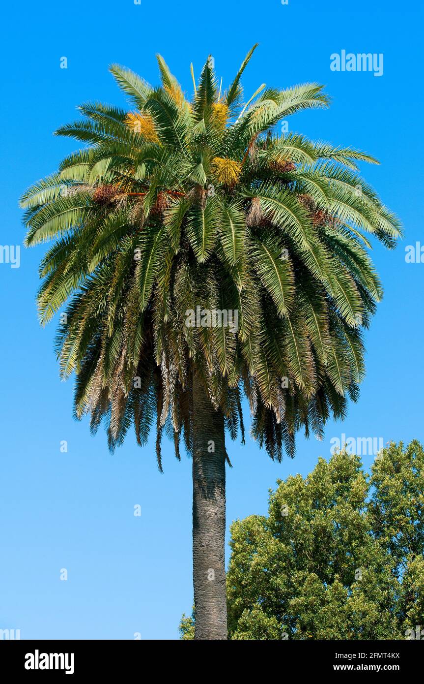 Rome Palm Tree High Resolution Stock Photography and Images - Alamy