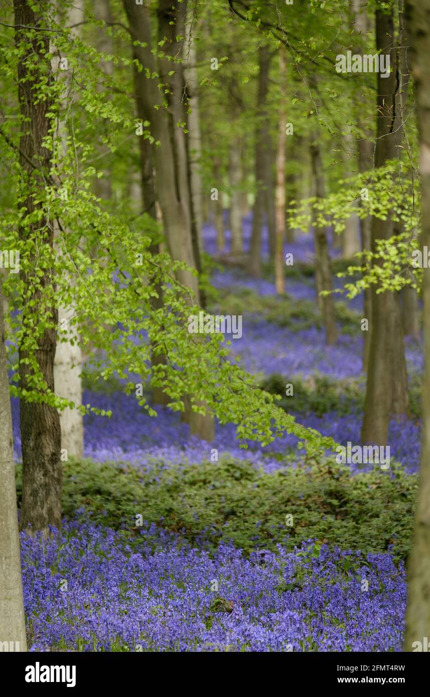 Carpet of bluebells growing in the wild on the forest floor under beech ...