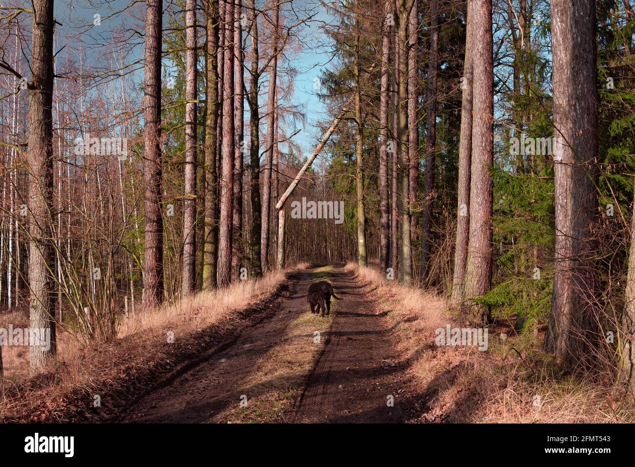 dog on a path in the forest in stormy sunny weather Stock Photo - Alamy