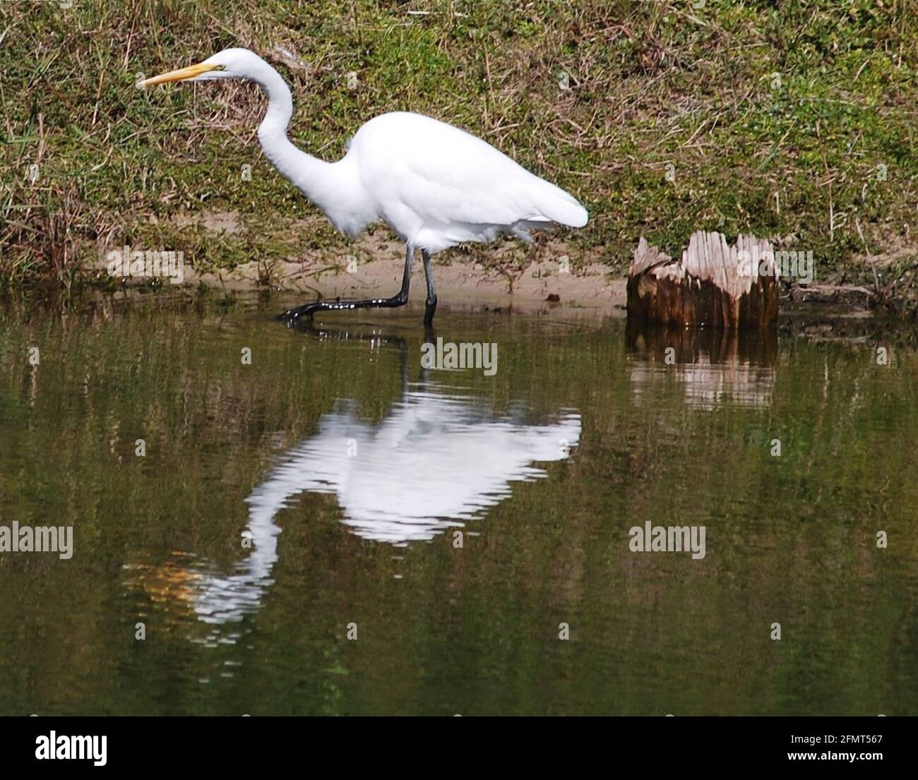 Endangered florida wading bird hi-res stock photography and images - Alamy