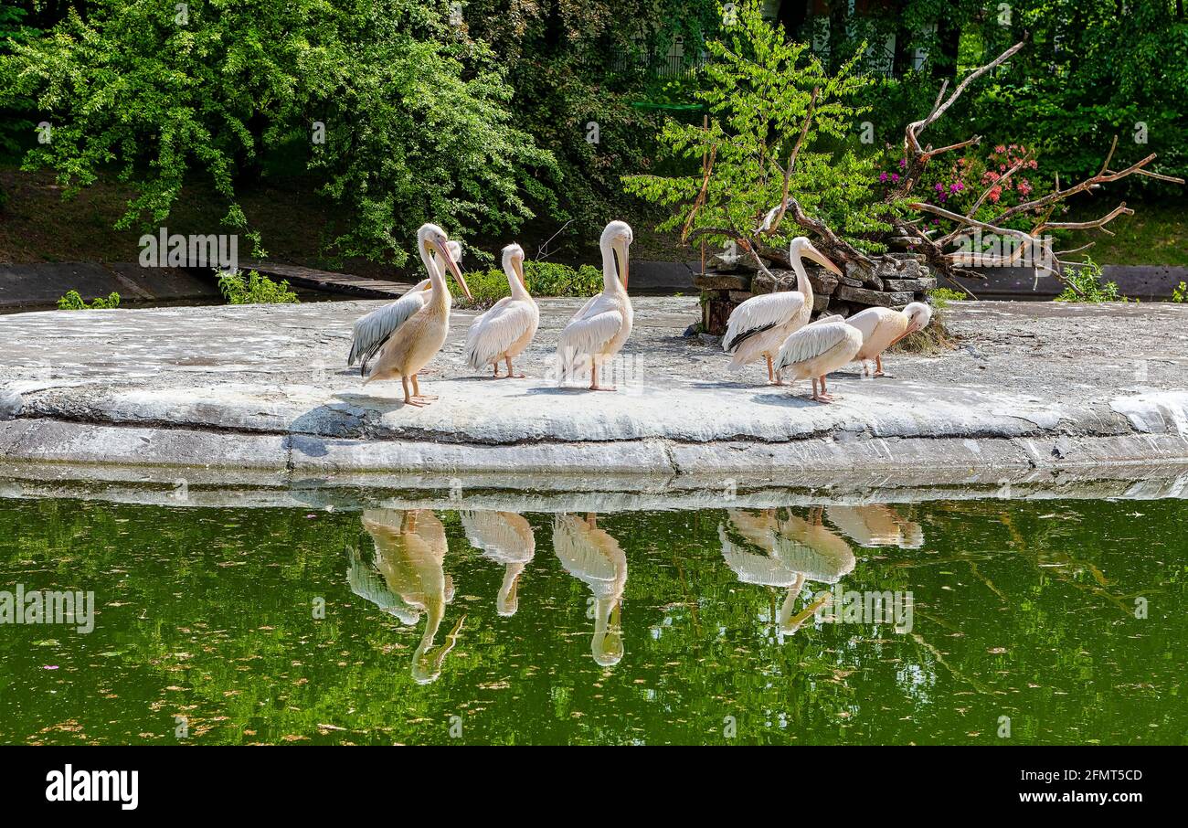 Pink flamingos in zoo together with their reflection on small pond ...