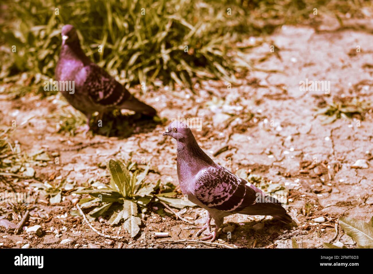 Pair of pigeons standing outside in the sunlight with grass on the ...
