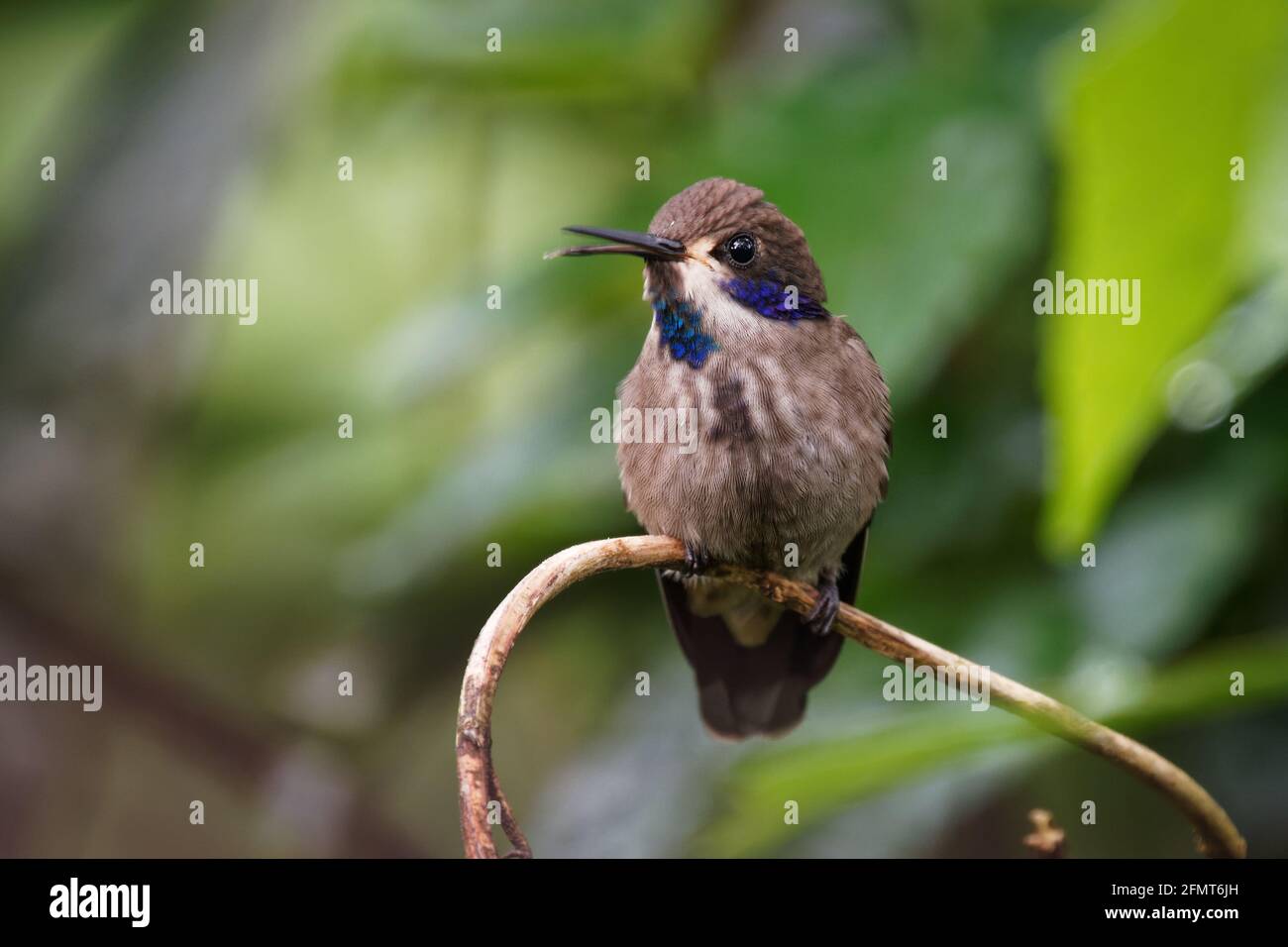 Brown Violet-ear - Colibri delphinae large hummingbird, bird breeds at ...