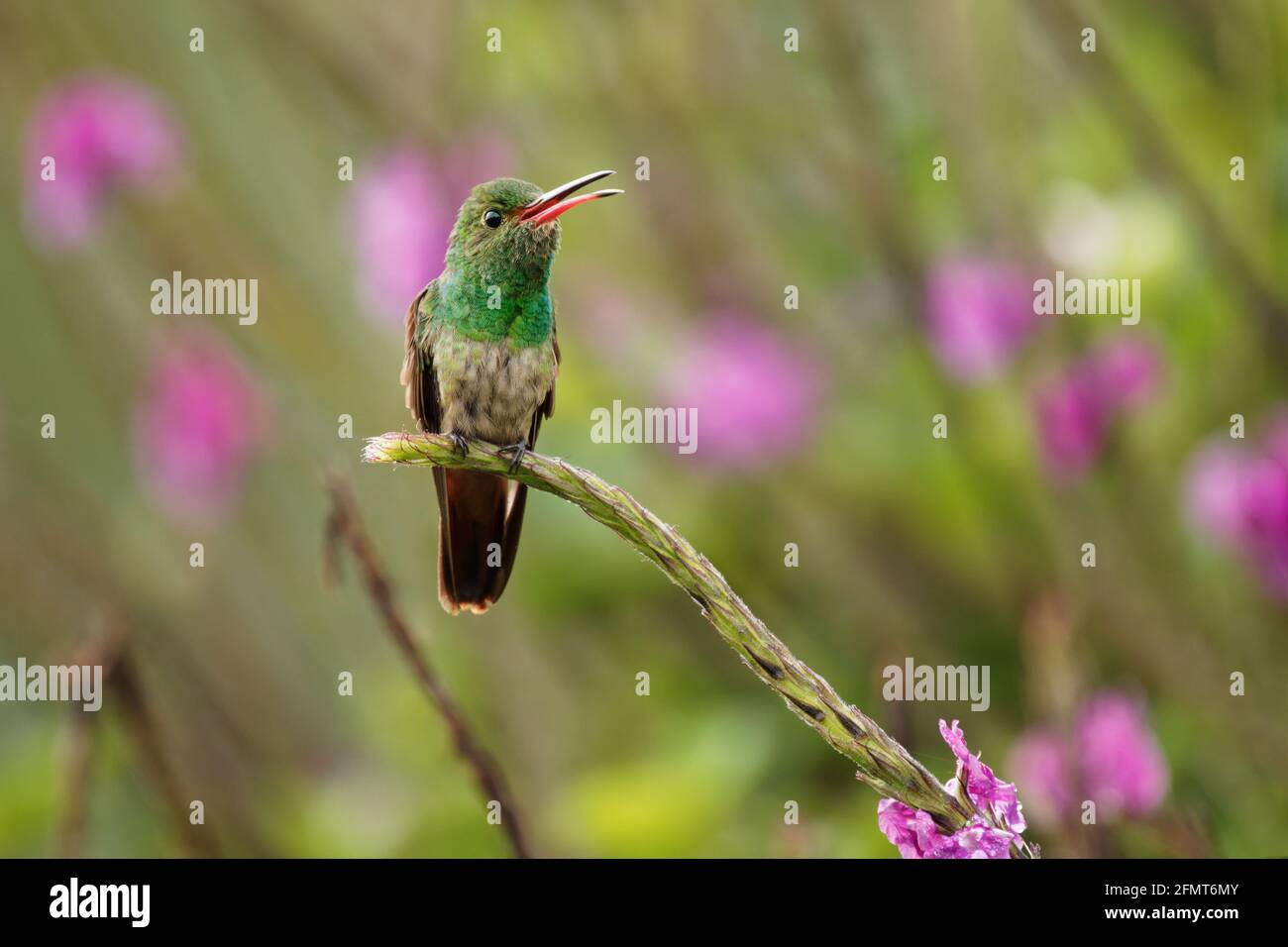 Rufous-tailed Hummingbird - Amazilia tzacatl medium-sized hummingbird ...