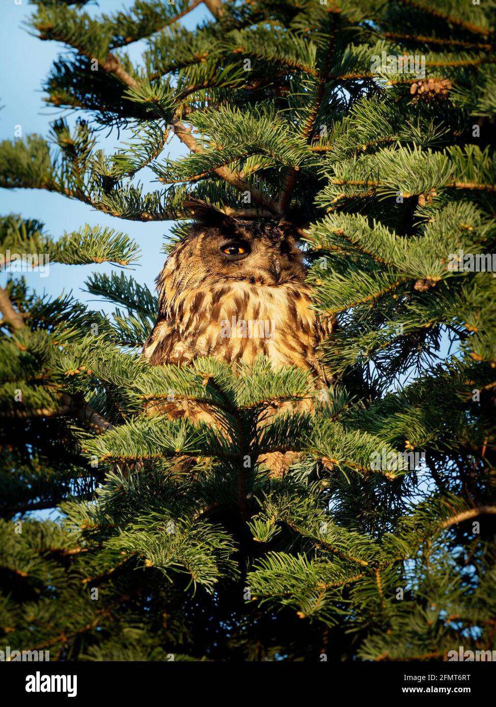 Eurasian eagle-owl - Bubo bubo species of eagle-owl in much of Eurasia ...