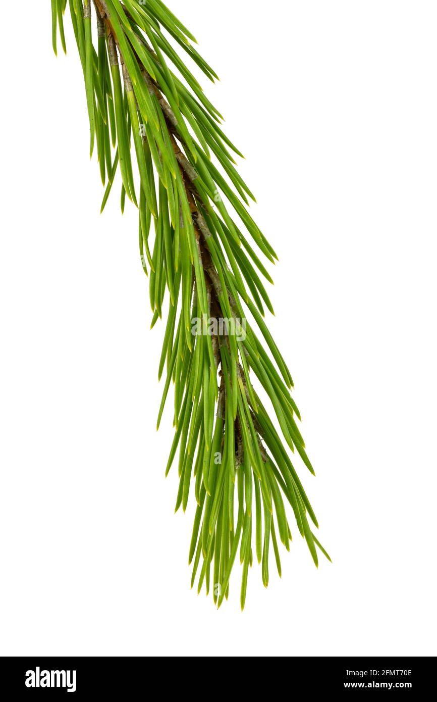 Evergreen Tree Branch Frame Isolated on White Background Stock Photo ...