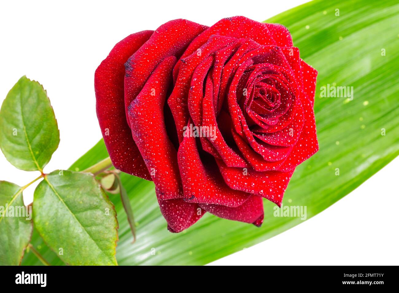 Red rose bud with water drops isolated on white background Stock Photo ...