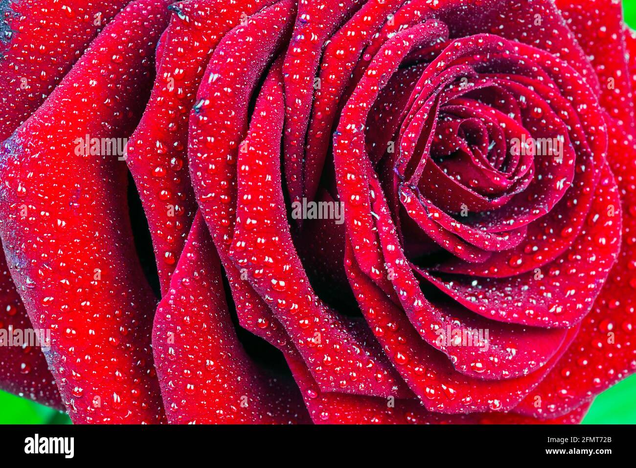 Red rose bud with water drops isolated on white background Stock Photo ...