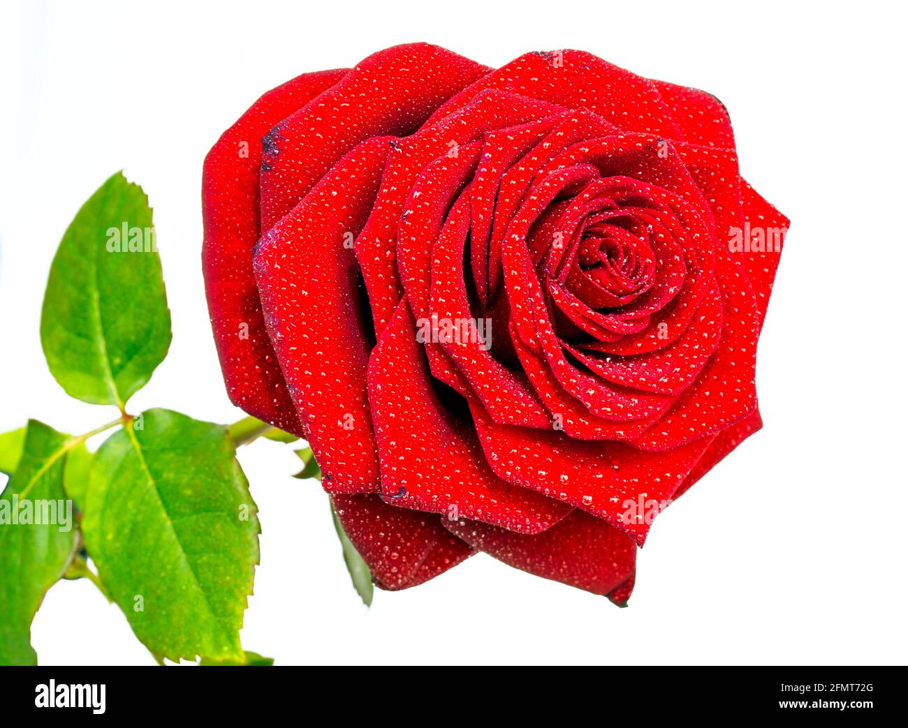 Red rose bud with water drops isolated on white background Stock Photo ...