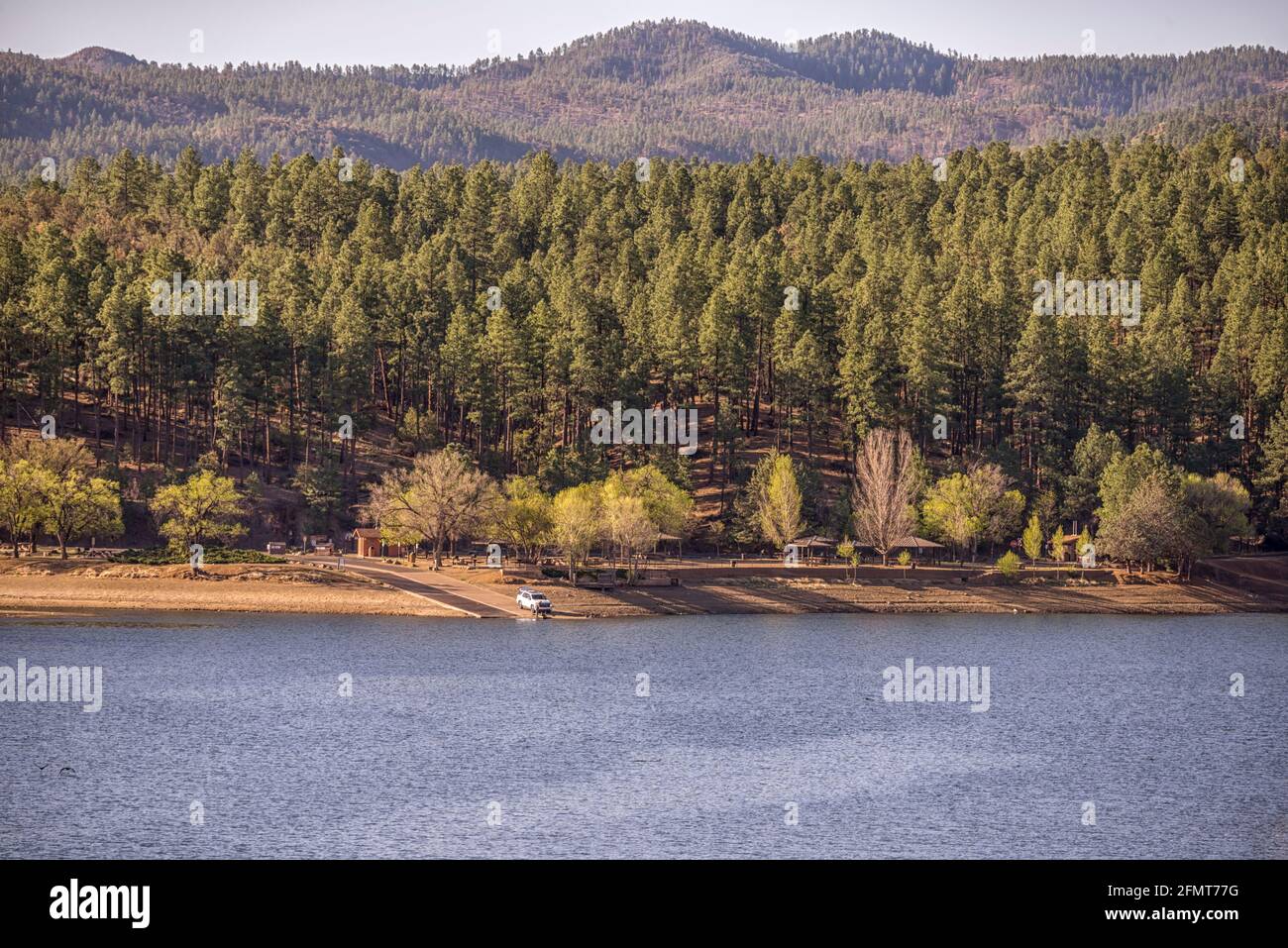 Arizona lynx hi-res stock photography and images - Alamy