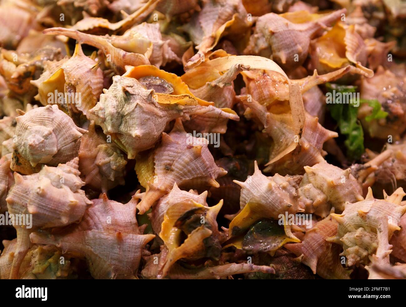 sea snails live in the Boqueria market Barcelona Spain Stock Photo - Alamy