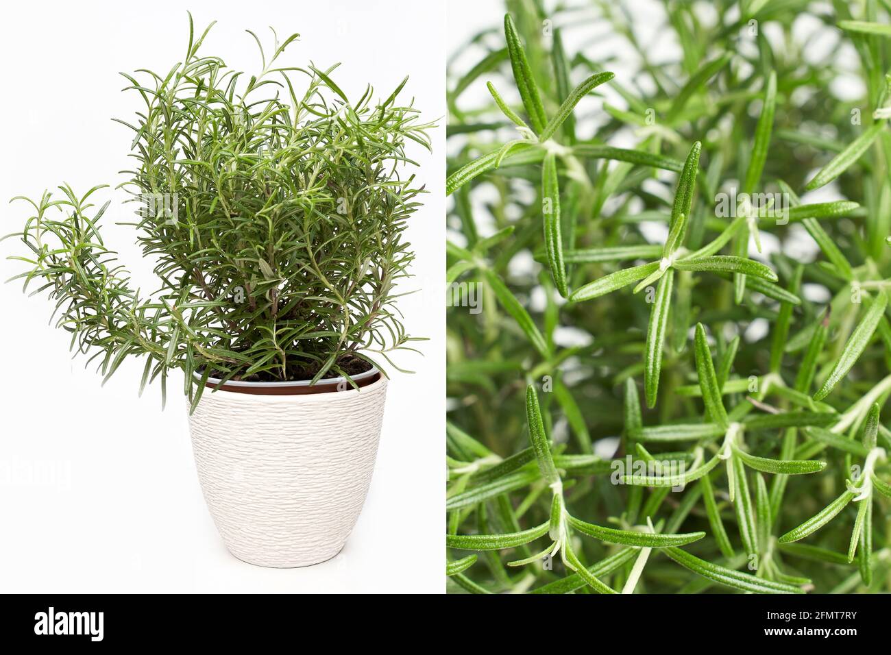 Rosemary green plant growing on white background isolated Stock Photo ...
