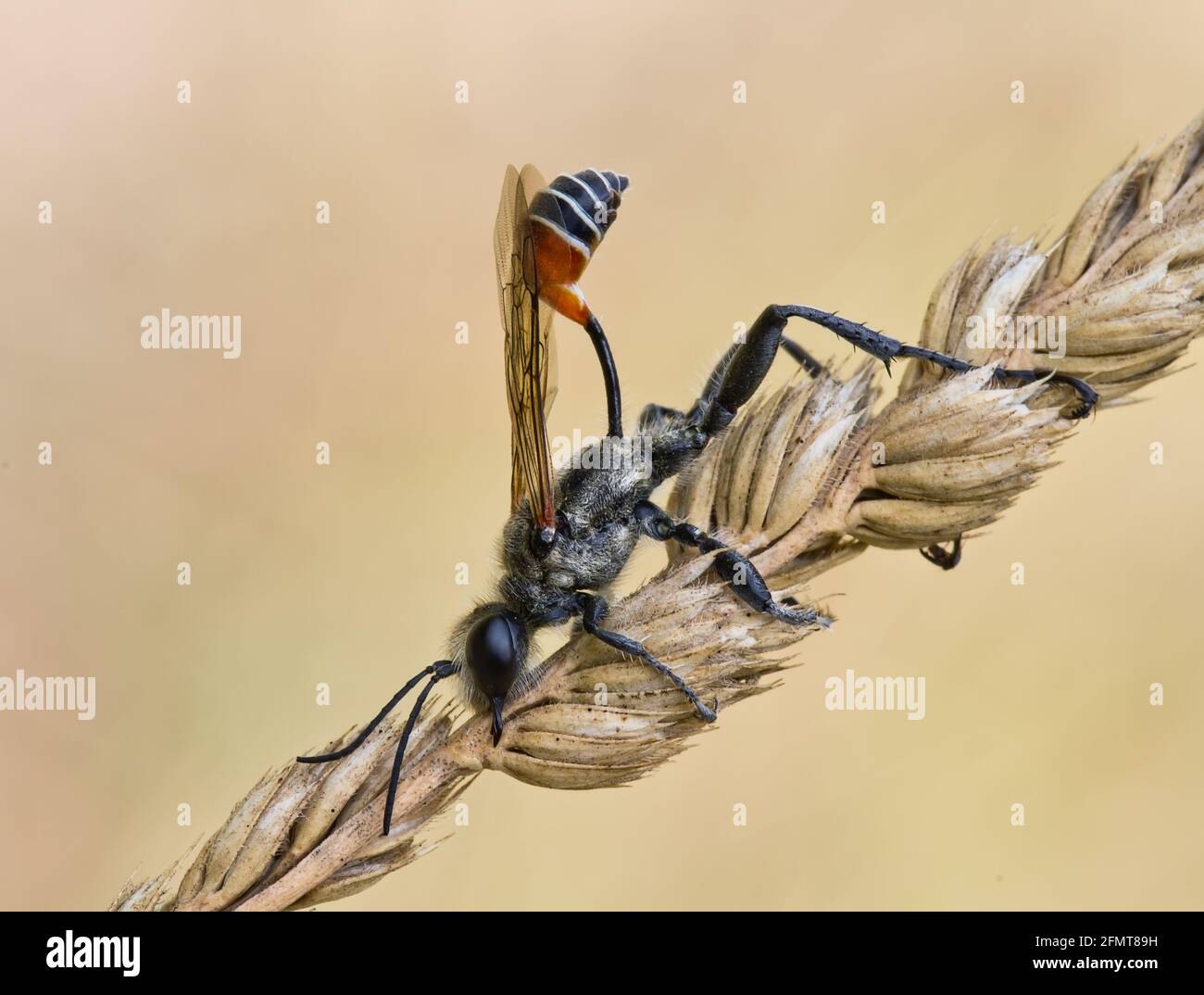 kirbii Prionyx digger wasp, taken in its natural habitat, Mediterranean ...