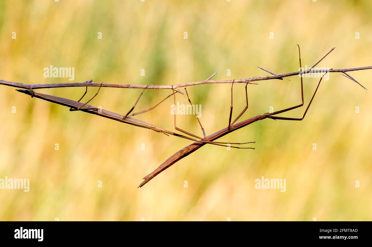 Walking stick, Phasmatodea. Insect photographed in their natural ...