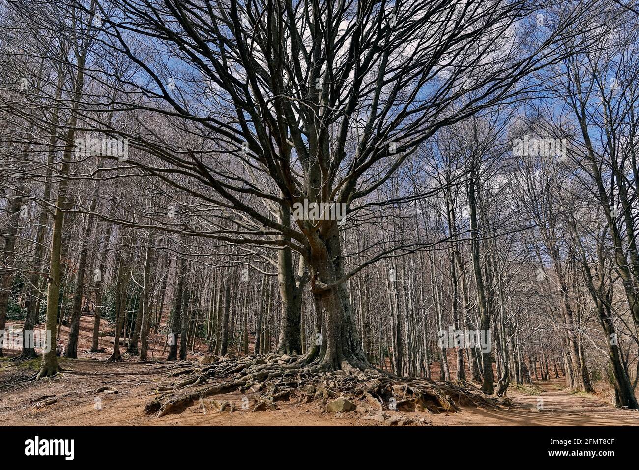 Mountainous landscape of winter trees, National Park of Montseny ...