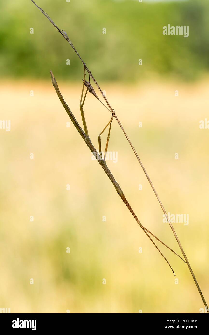 Walking stick, Phasmatodea. Insect photographed in their natural ...