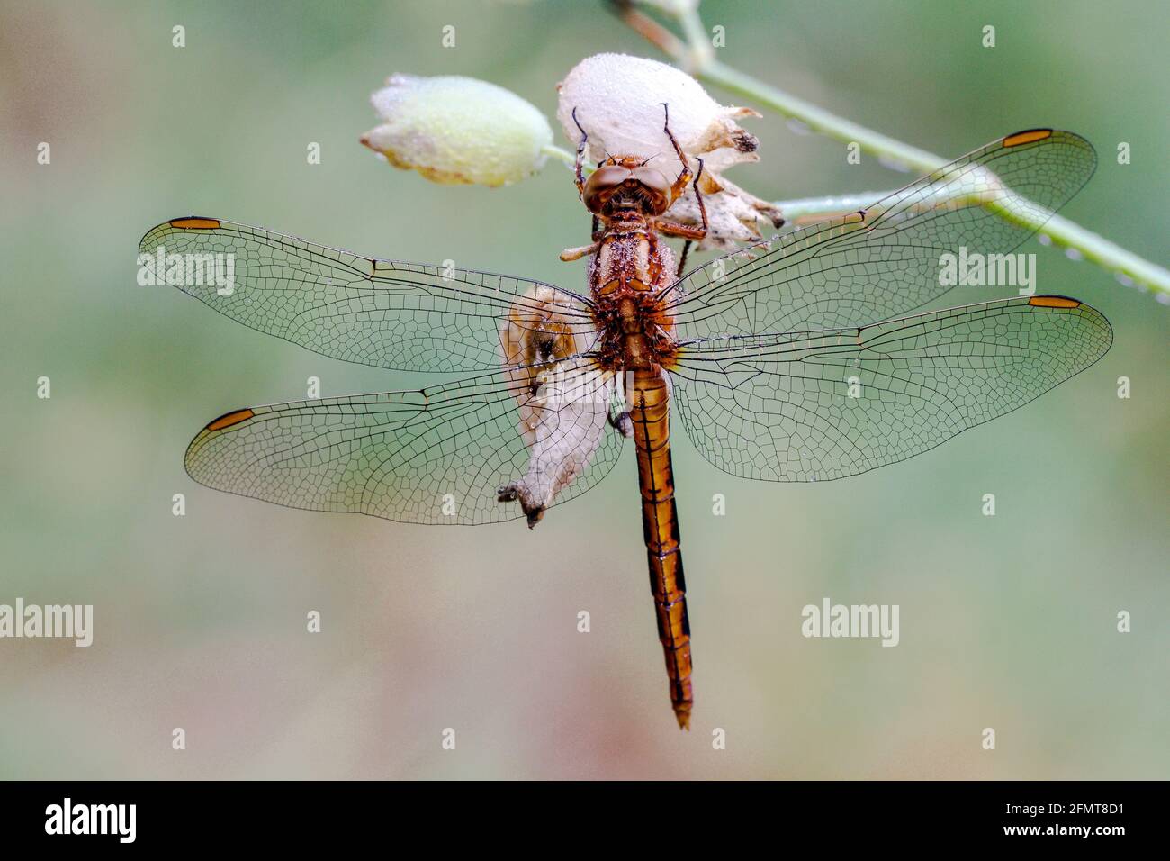 Dragonfly near river hi-res stock photography and images - Alamy