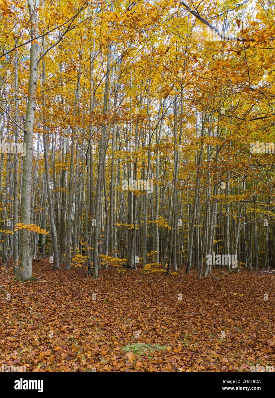 Autumn Colors, early fall color change Stock Photo - Alamy