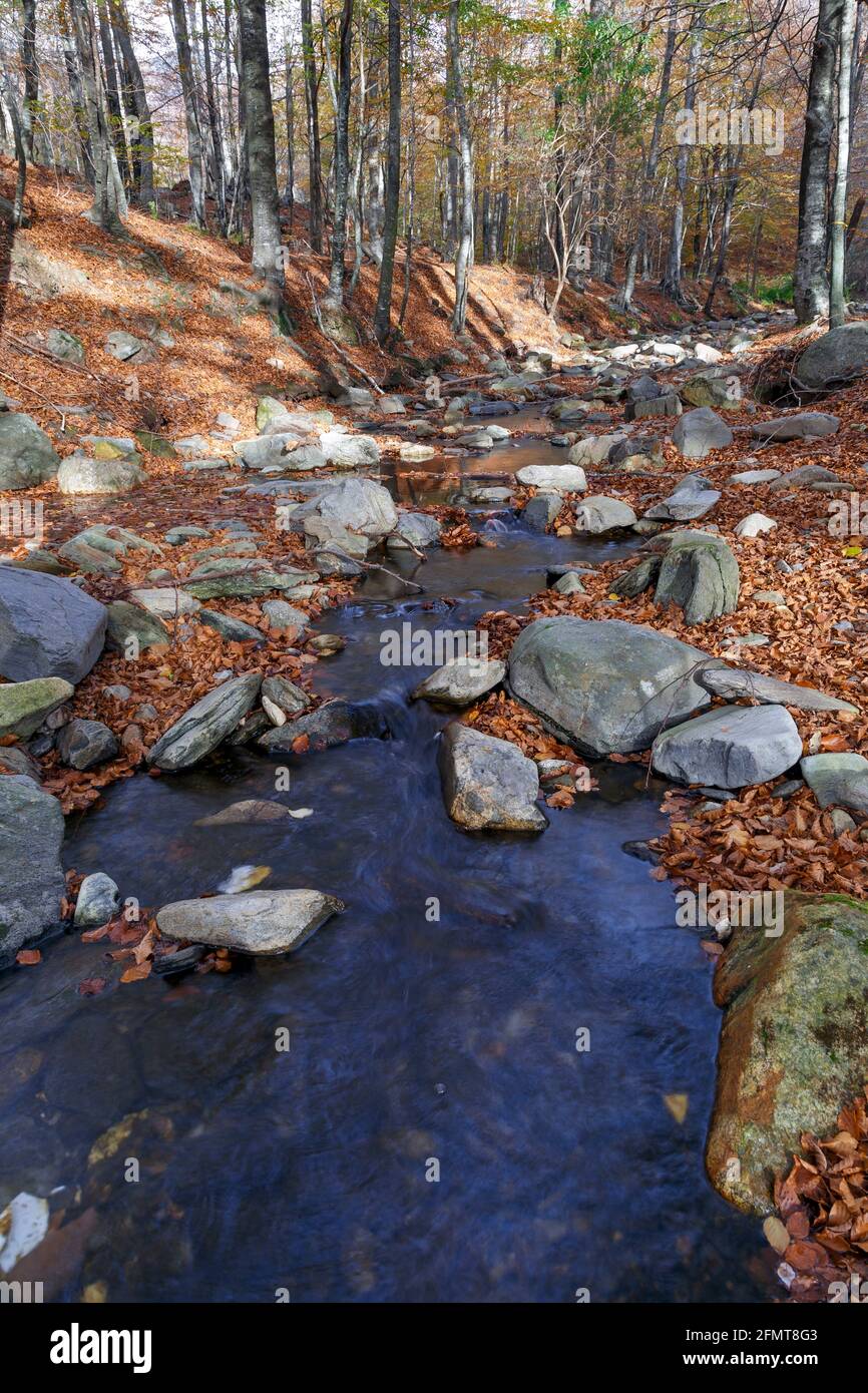 Autumn Colors, early fall color change Stock Photo - Alamy