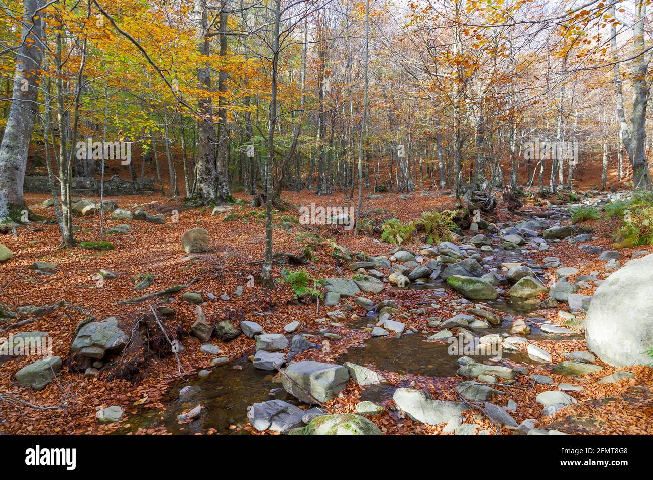 Autumn Colors, early fall color change Stock Photo - Alamy