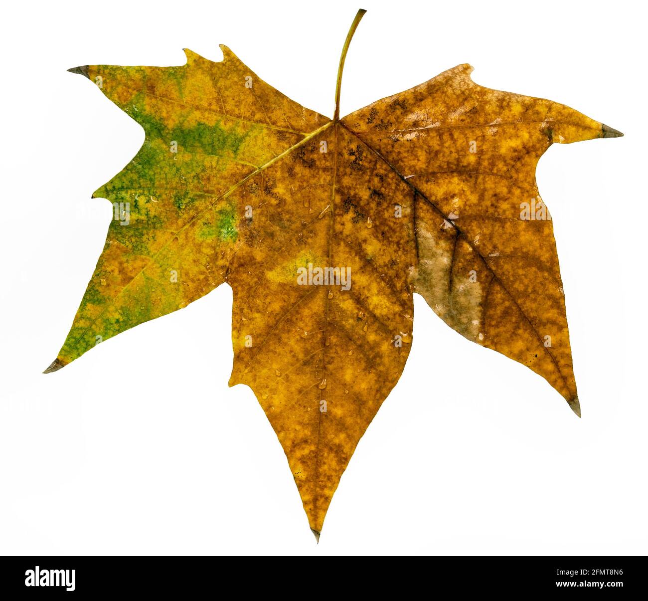 Autumn leaf isolated on a white background Stock Photo - Alamy