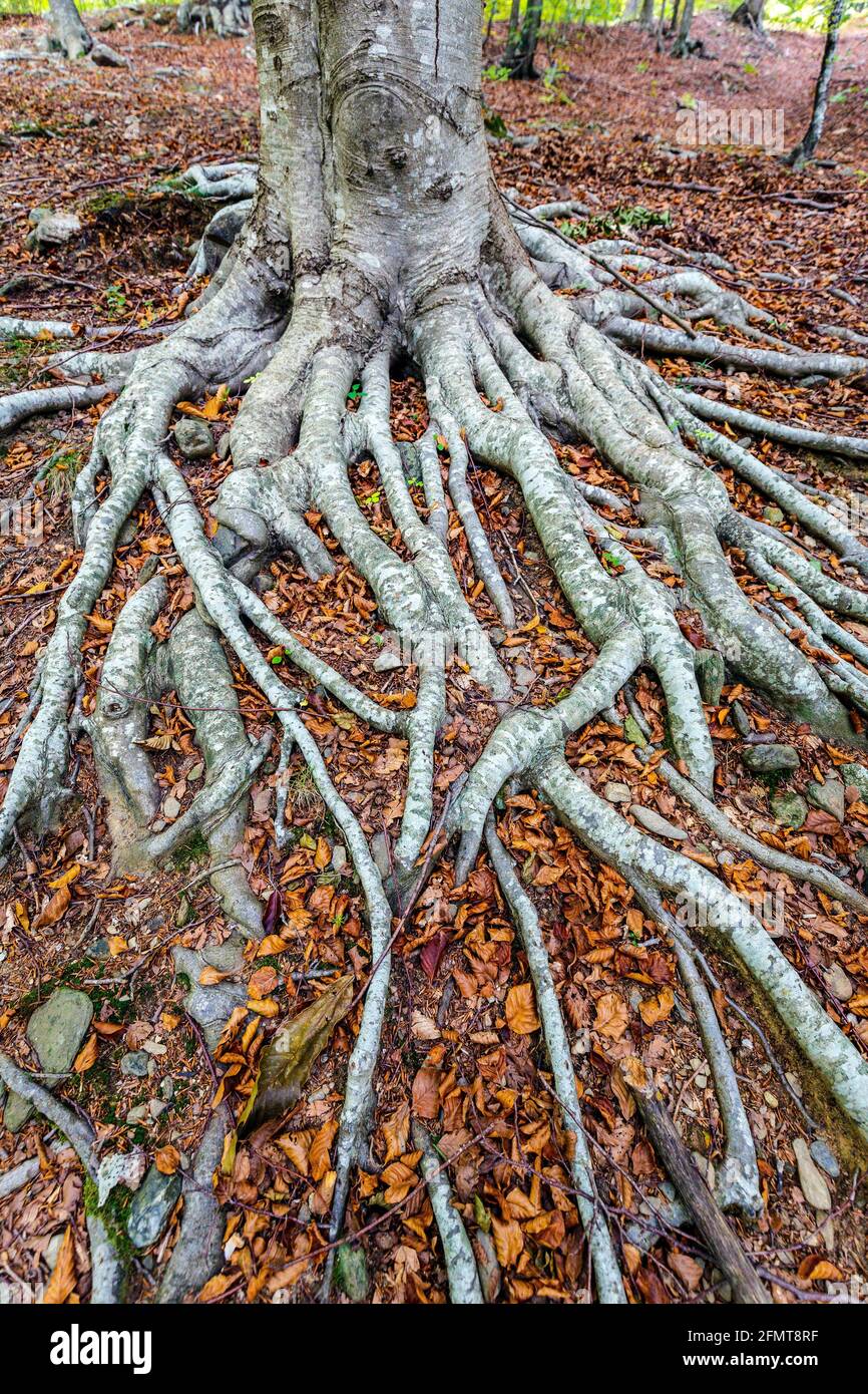 Fallen autumn leaves on the chestnut tree roots Stock Photo - Alamy