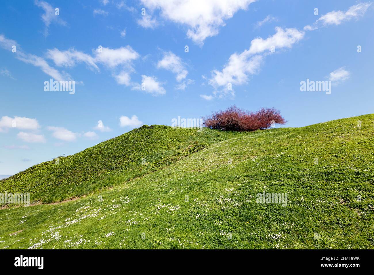 Beautiful contrast landscape green grass blue sky Stock Photo - Alamy