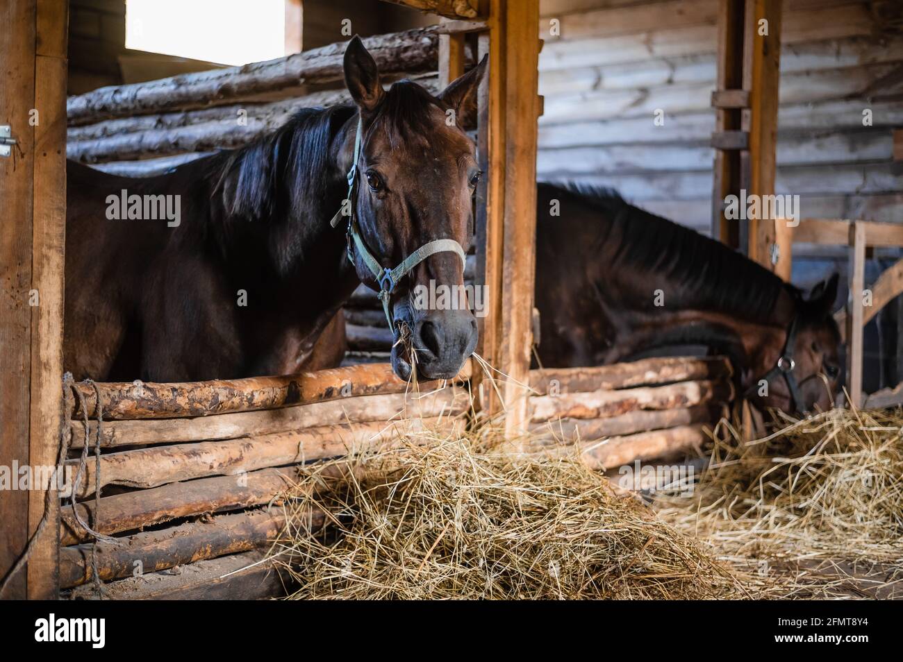 Two horses eating hay hi-res stock photography and images - Alamy