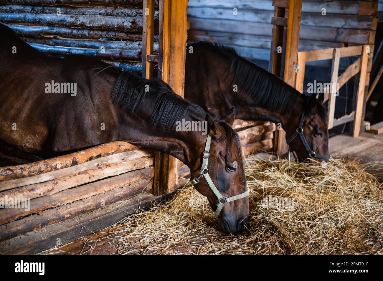 In a wooden stable, horses pull their heads towards fresh hay lying on ...