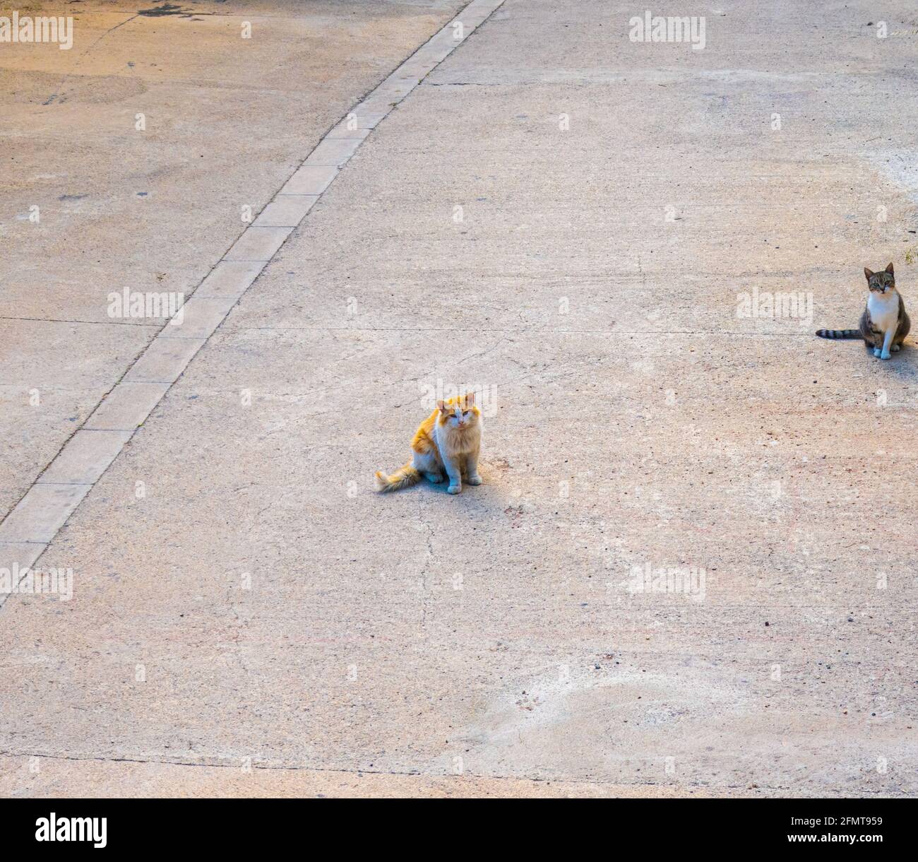 Adorable cats sitting on the ground under the sunlight Stock Photo - Alamy