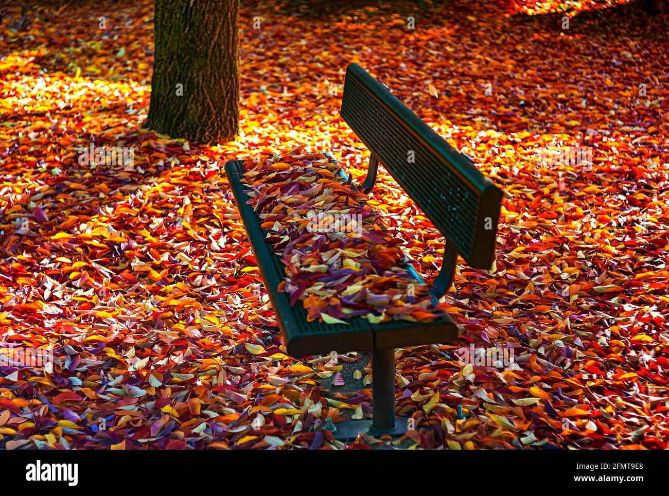 Autumn Leaves Park Bench Stock Photo - Alamy