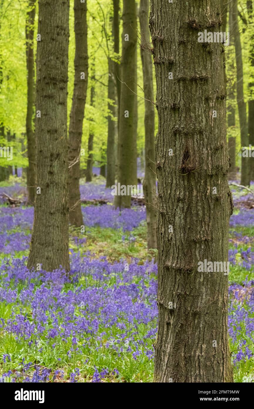 Carpet of bluebells growing in the wild on the forest floor under beech ...