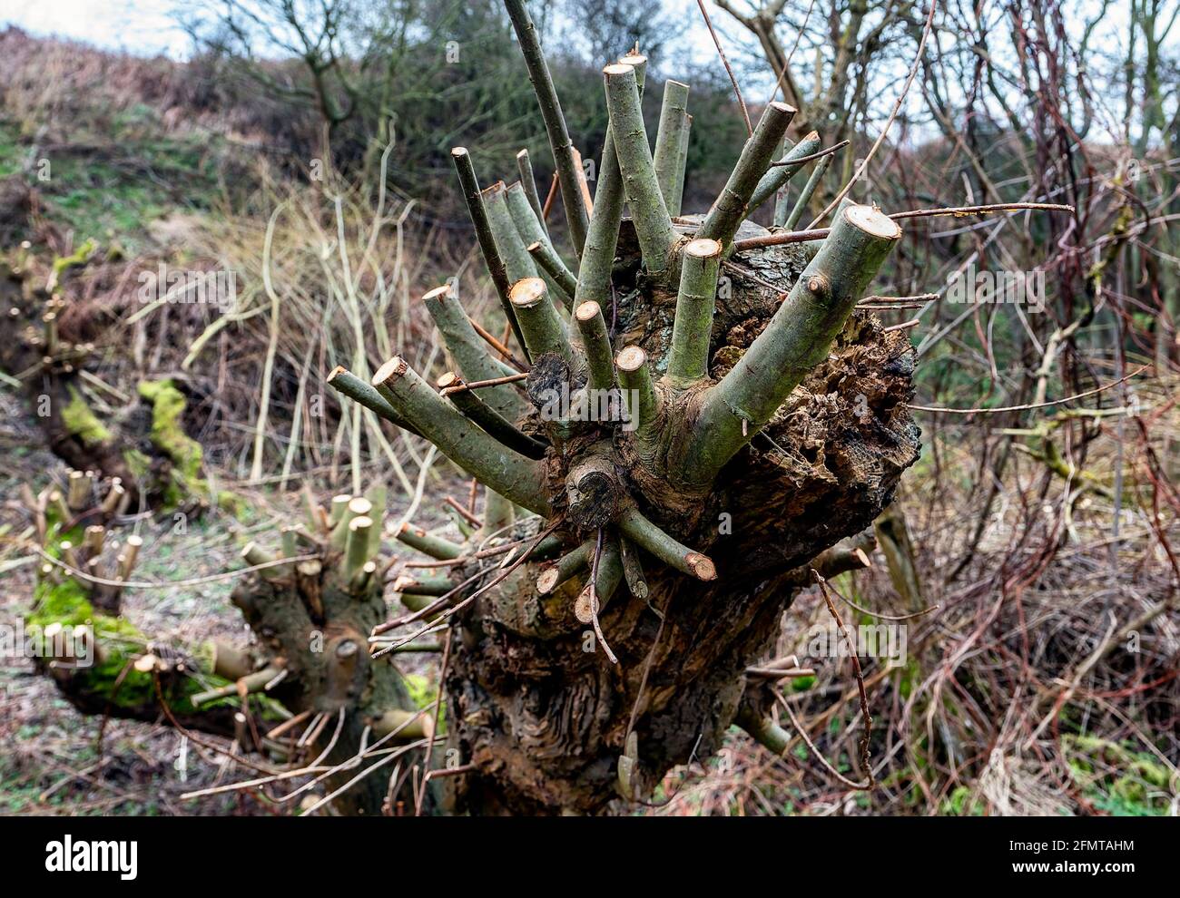 tree with all its limbs sawn off Stock Photo - Alamy