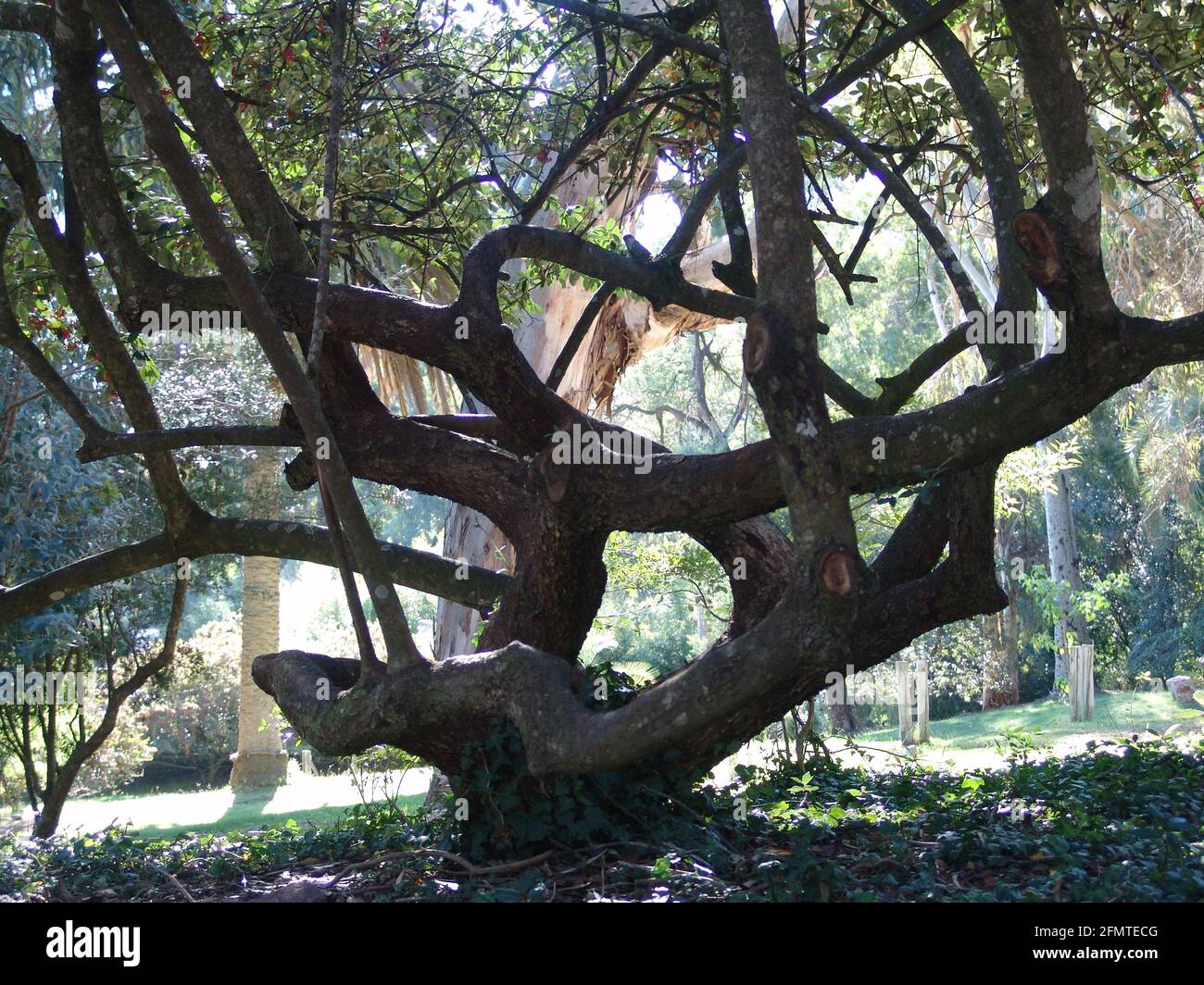 Old Phytolacca dioica tree grown in the garden Stock Photo - Alamy
