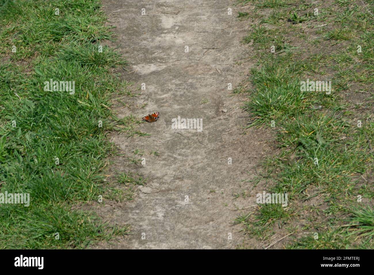 Natural view of a butterfly on a pathway in a field Stock Photo - Alamy
