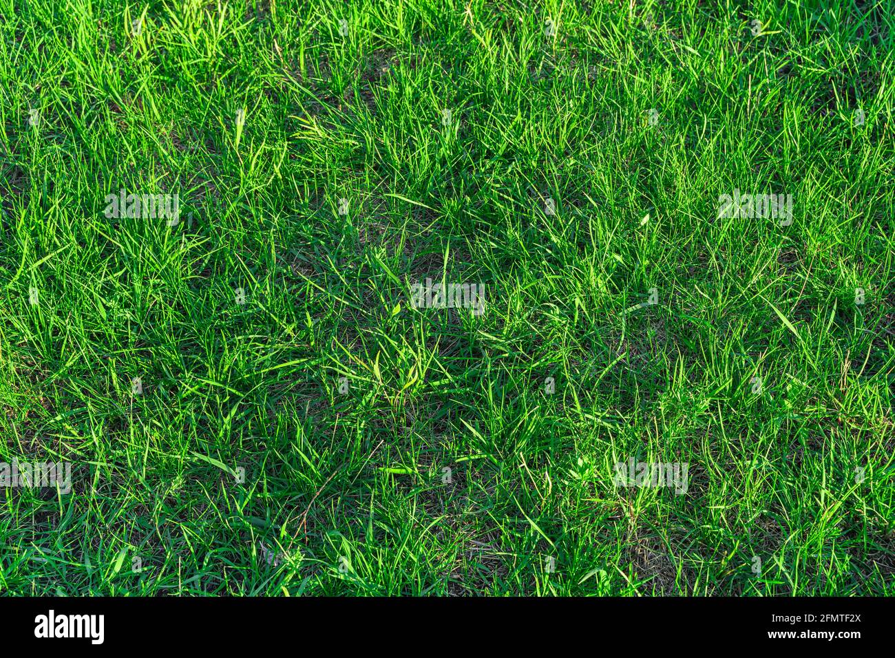 Green, juicy grass in the sunlight. Natural background. Side view Stock ...
