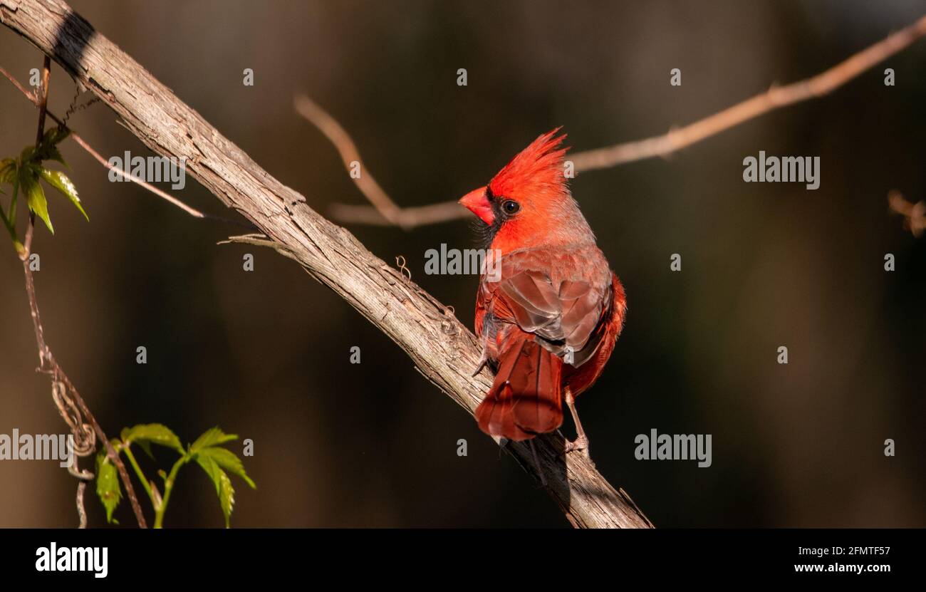 A beautiful, brightly colored, male Northern Cardinal Stock Photo - Alamy