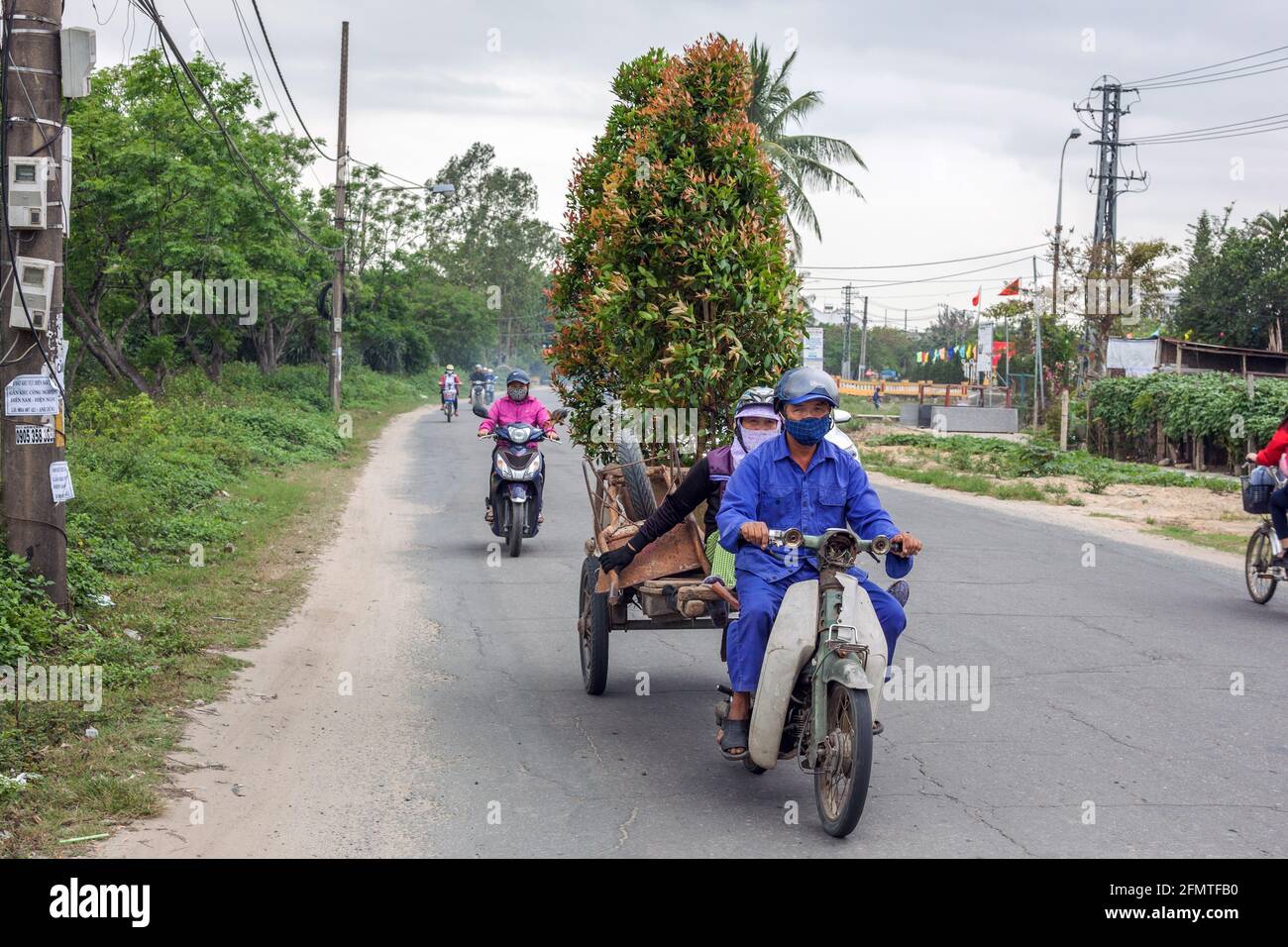 Vietnamese scooter pulls wagon full of tall plants along road, Hoi An ...