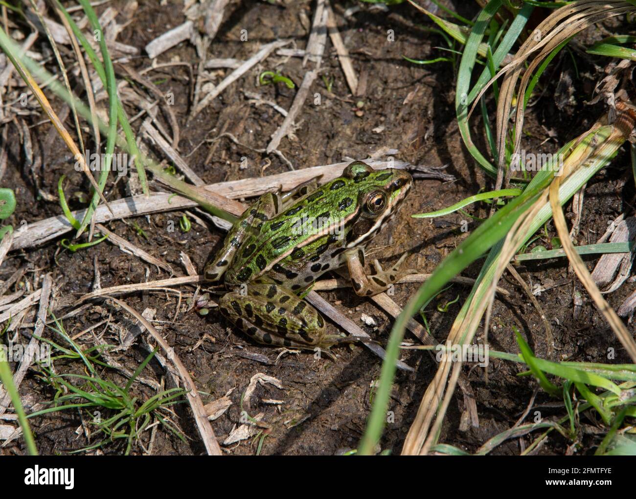 Northern Leopard Frog (Lithobates pipiens) from Jefferson County ...