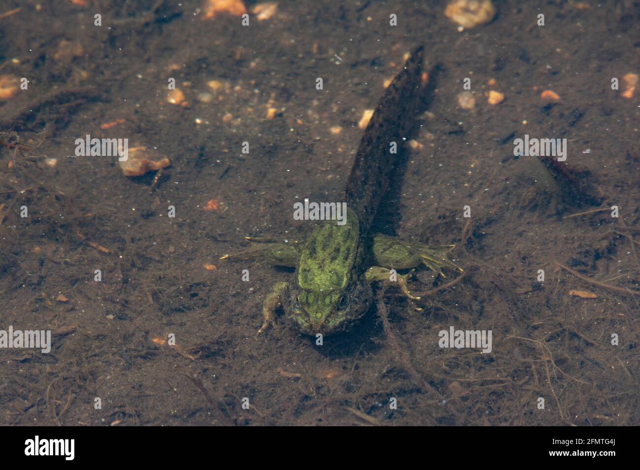 Leopard frog tadpole hi-res stock photography and images - Alamy