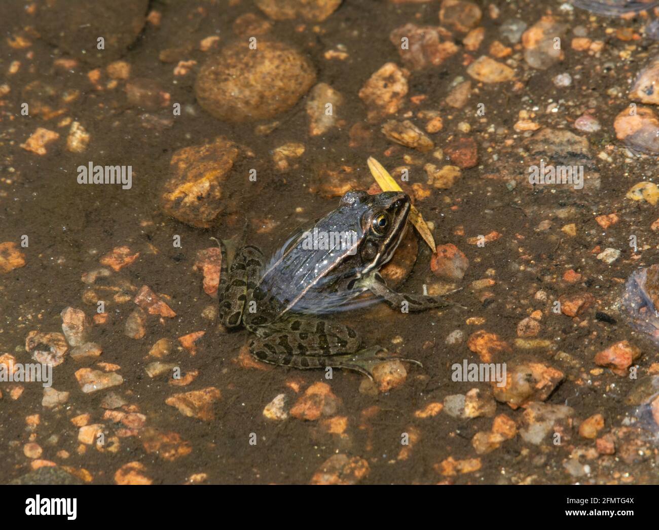 Northern Leopard Frog (Lithobates pipiens) from Jefferson County ...