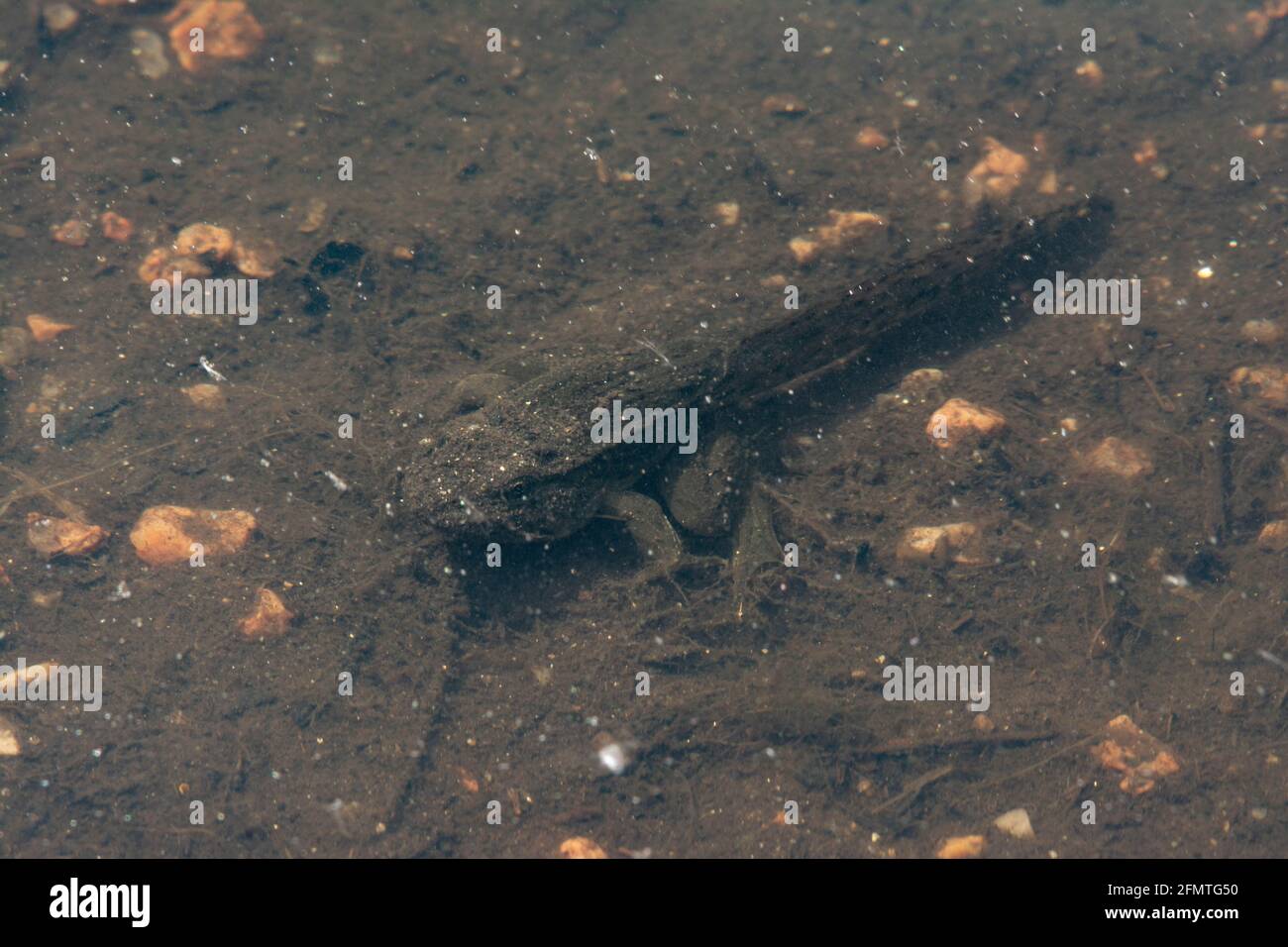 Tadpole metamorphosing metamorphosis hi-res stock photography and ...