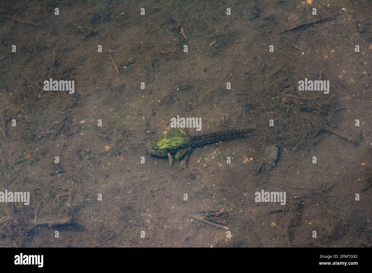 Tadpole metamorphosing metamorphosis hi-res stock photography and ...