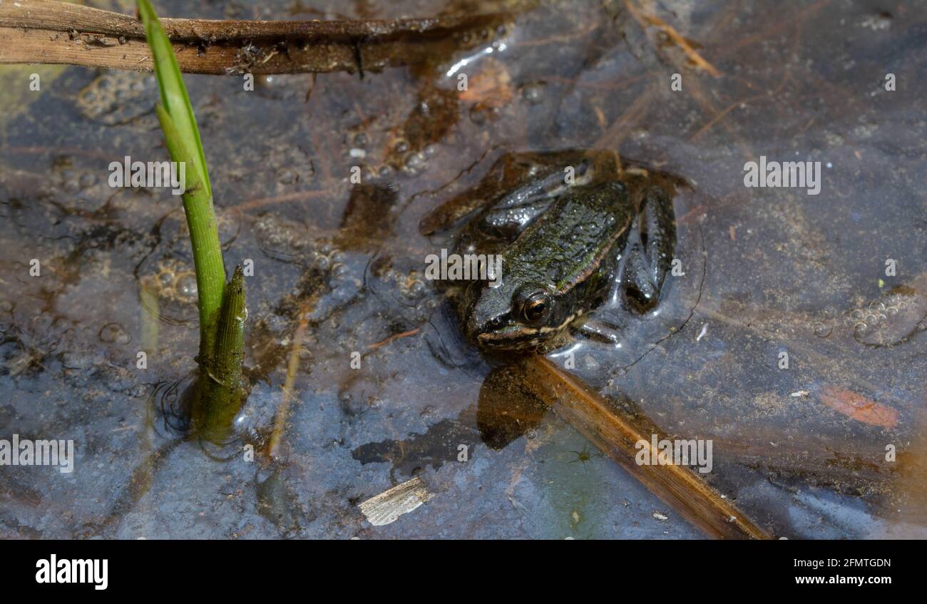 Northern Leopard Frog (Lithobates pipiens) from Jefferson County ...