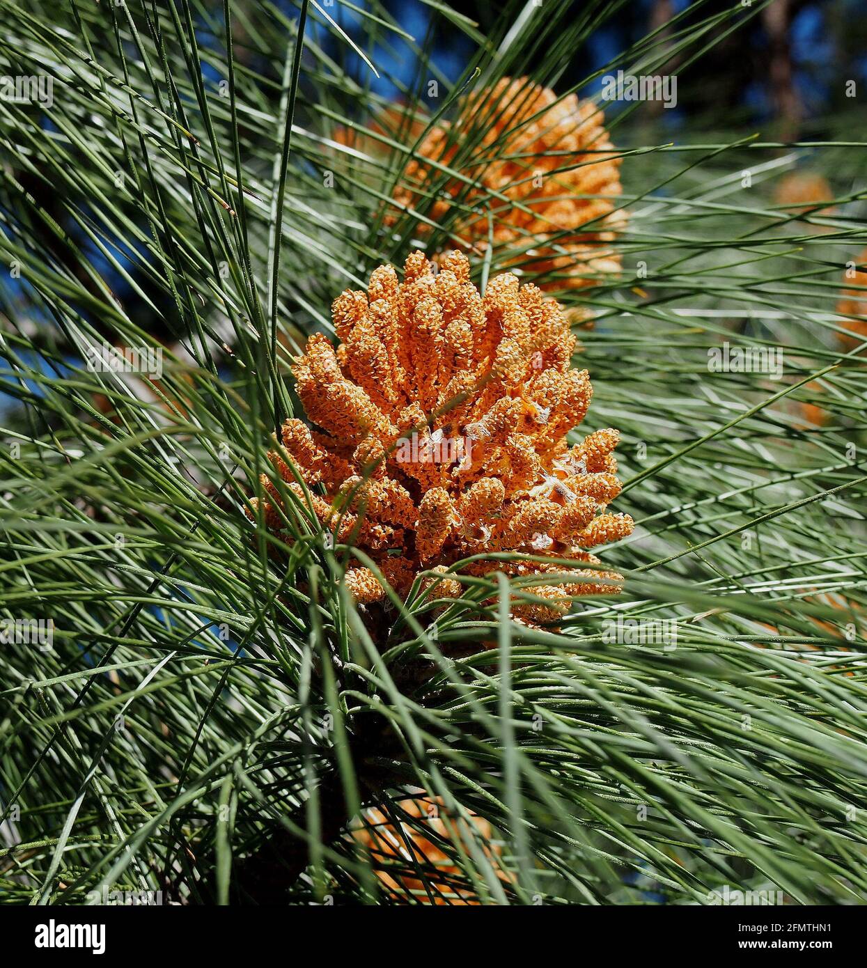 Pinus Staminate Strobili