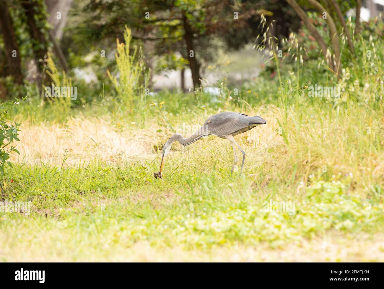 Great Blue Heron hunting for gophers Stock Photo - Alamy