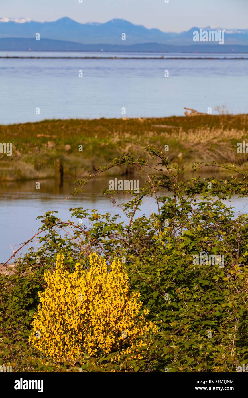 Invasive species canada hi-res stock photography and images - Alamy