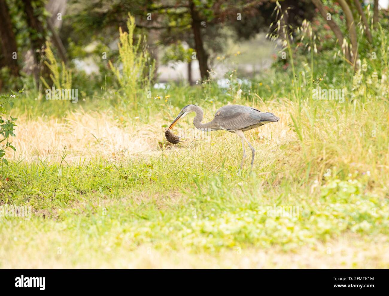 Great Blue Heron hunting for gophers Stock Photo - Alamy