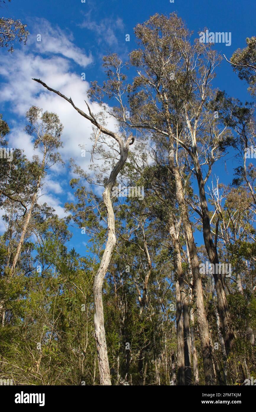 Tall gum trees in the hinterland of Queensland Australia Stock Photo ...