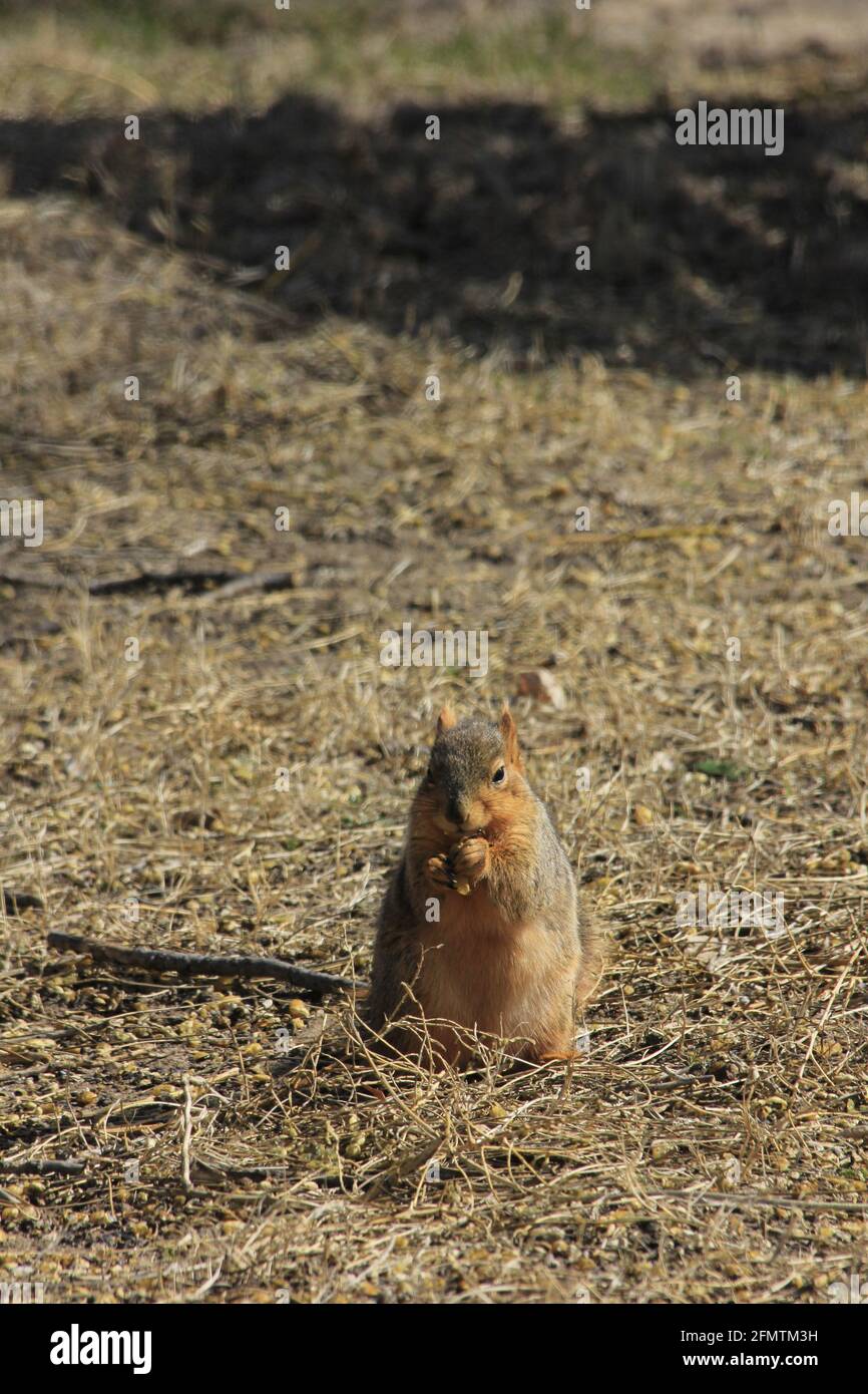 Foxtail squirrel hi-res stock photography and images - Alamy